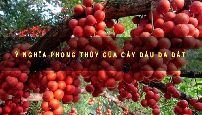 Ý Nghĩa Phong Thủy Của Cây Dâu Da Đất - Connect Land